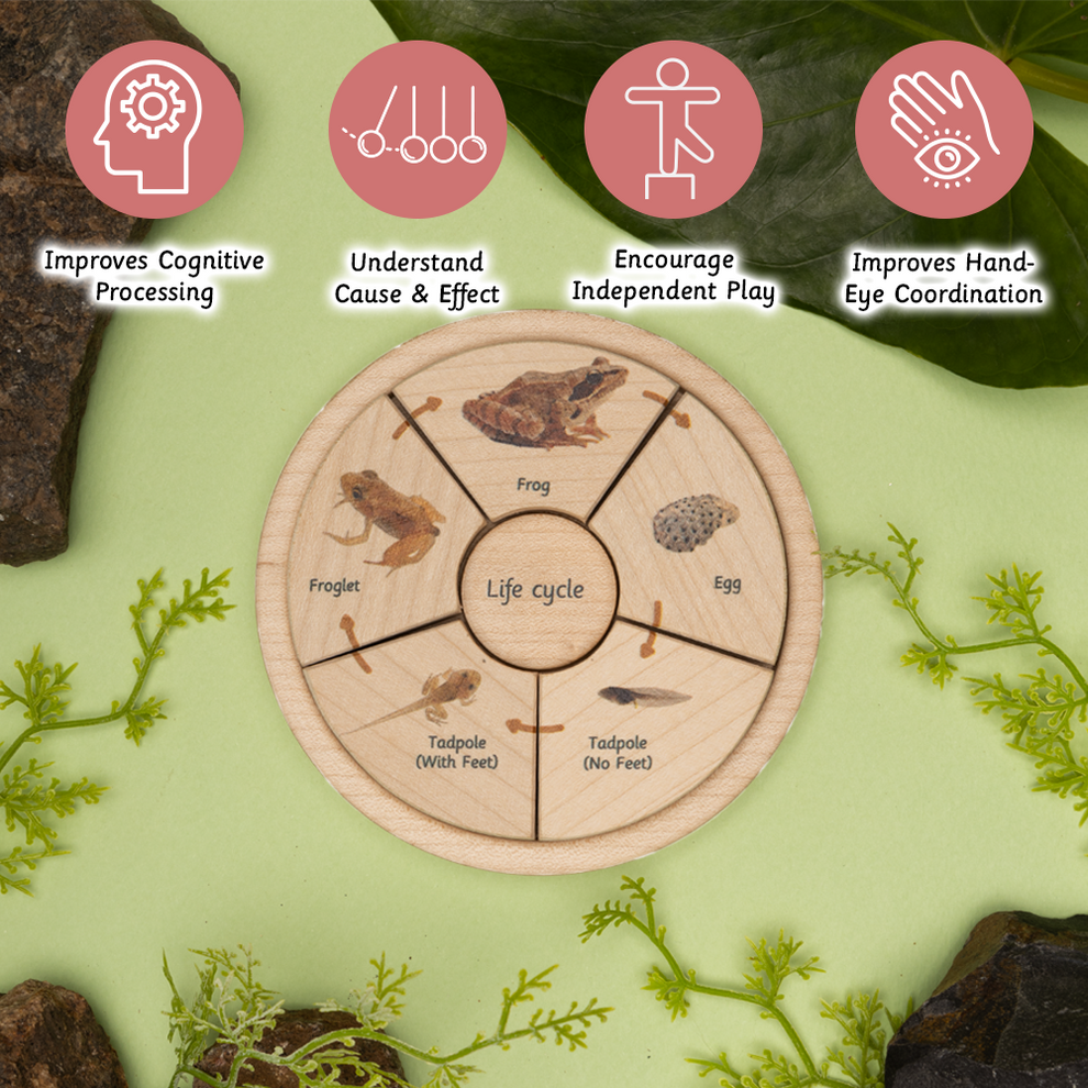 Life Cycle Puzzle - Oviparous